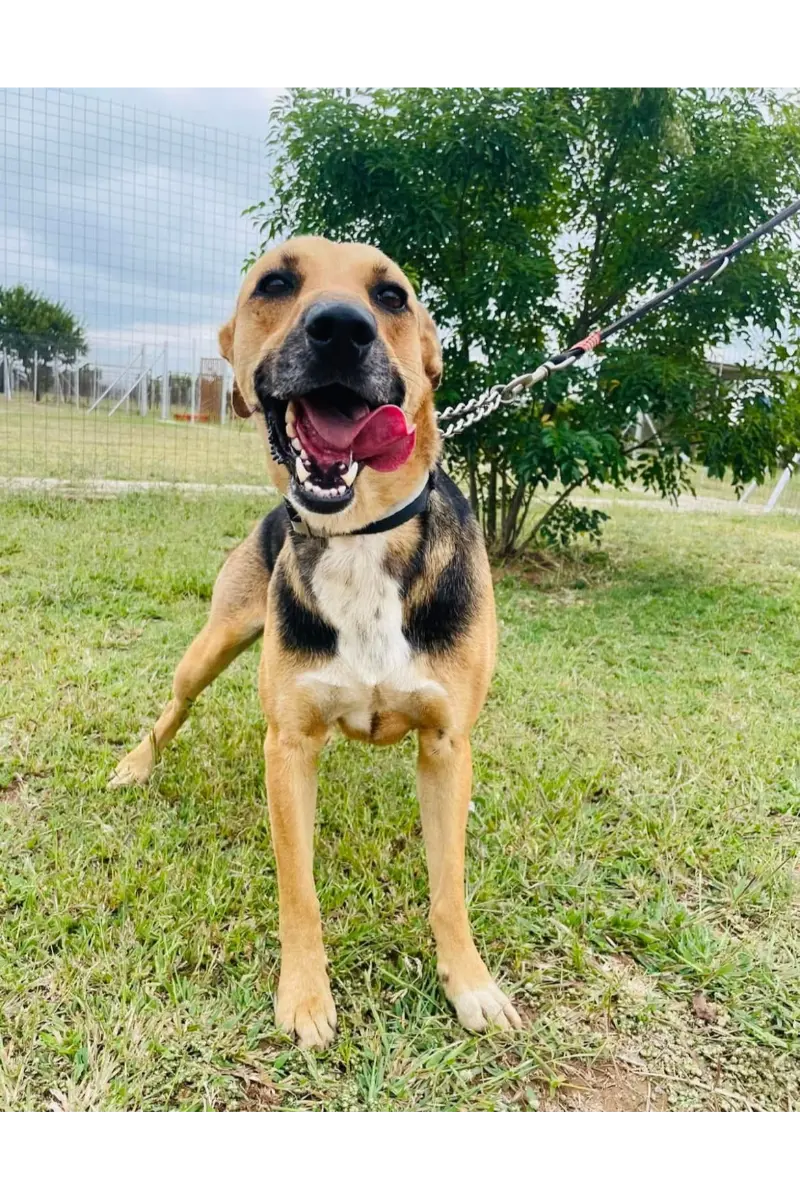 Vaal Pets | Animal Shelter & Rescue
