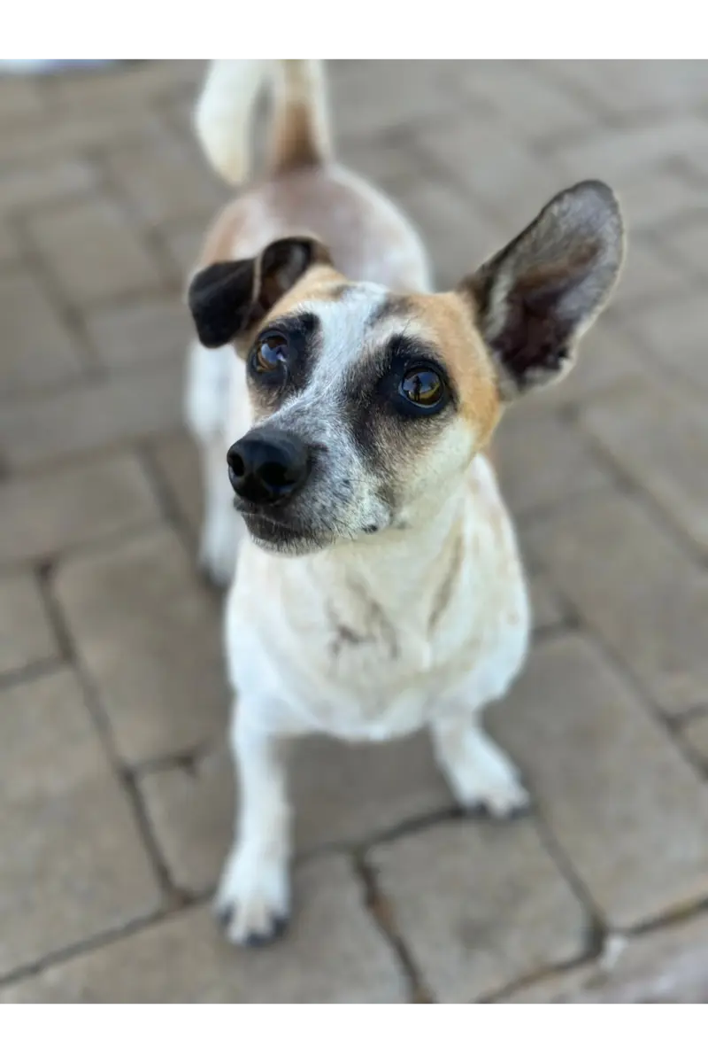 Vaal Pets | Animal Shelter & Rescue