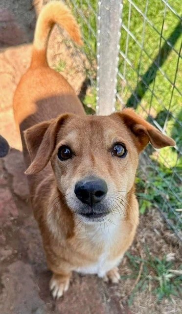 Vaal Pets | Animal Shelter & Rescue