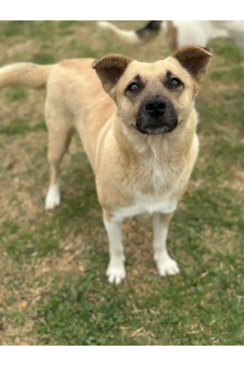 Vaal Pets | Animal Shelter & Rescue