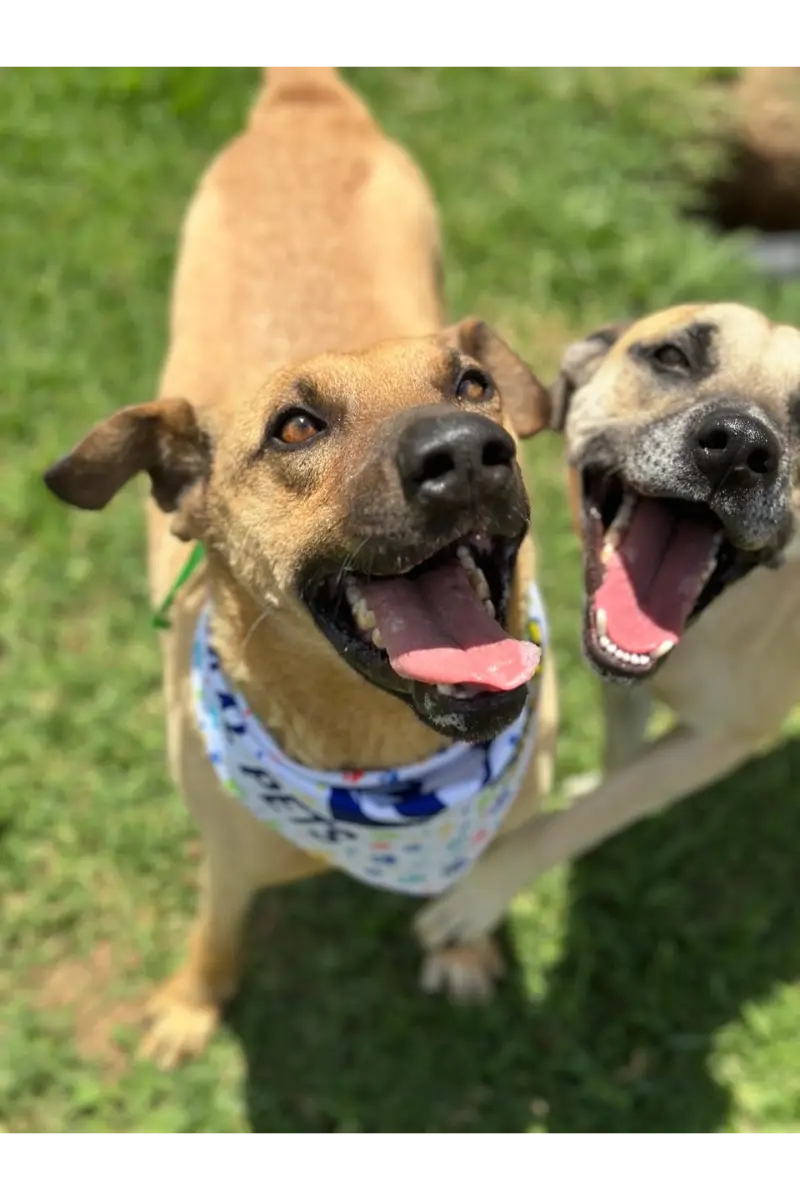 Vaal Pets | Animal Shelter & Rescue
