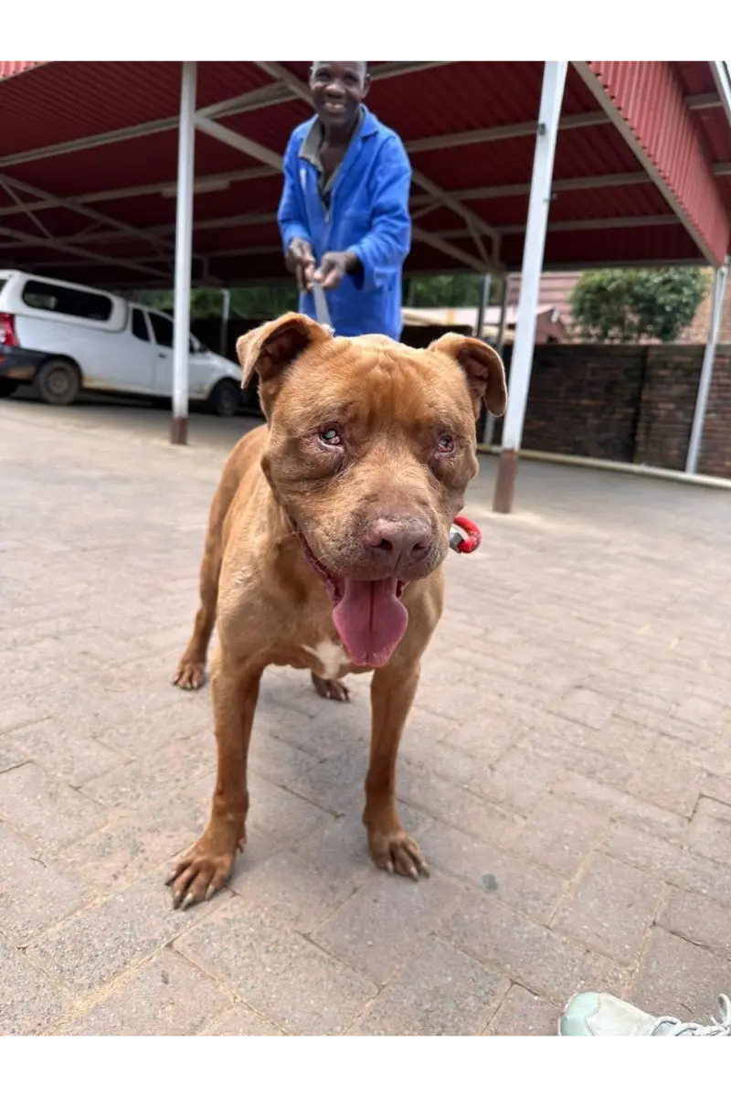 Vaal Pets | Animal Shelter & Rescue