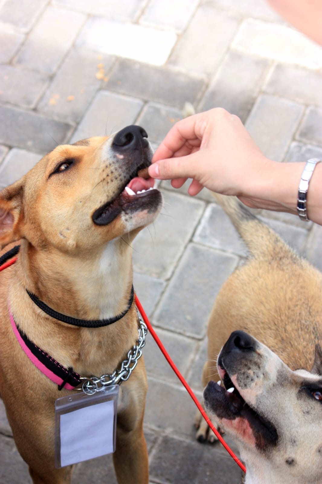 Vaal Pets | Animal Shelter & Rescue
